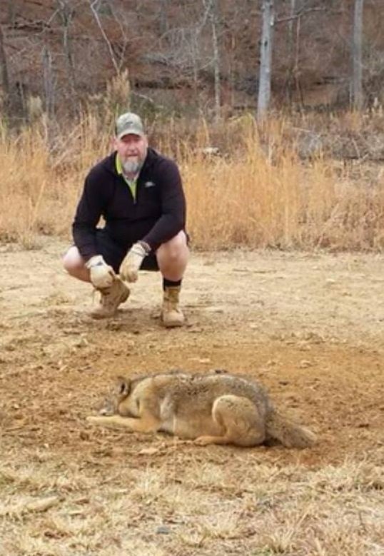 Coyote Trapping Service | Johns Creek