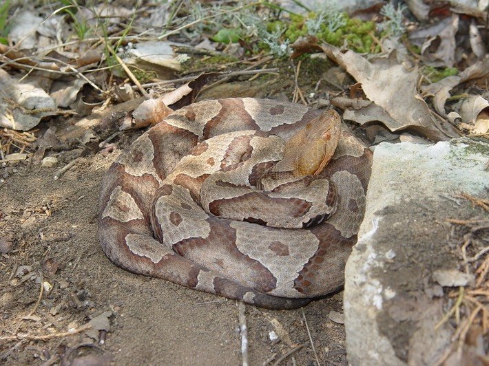 Snake Control - Snake Removal Services